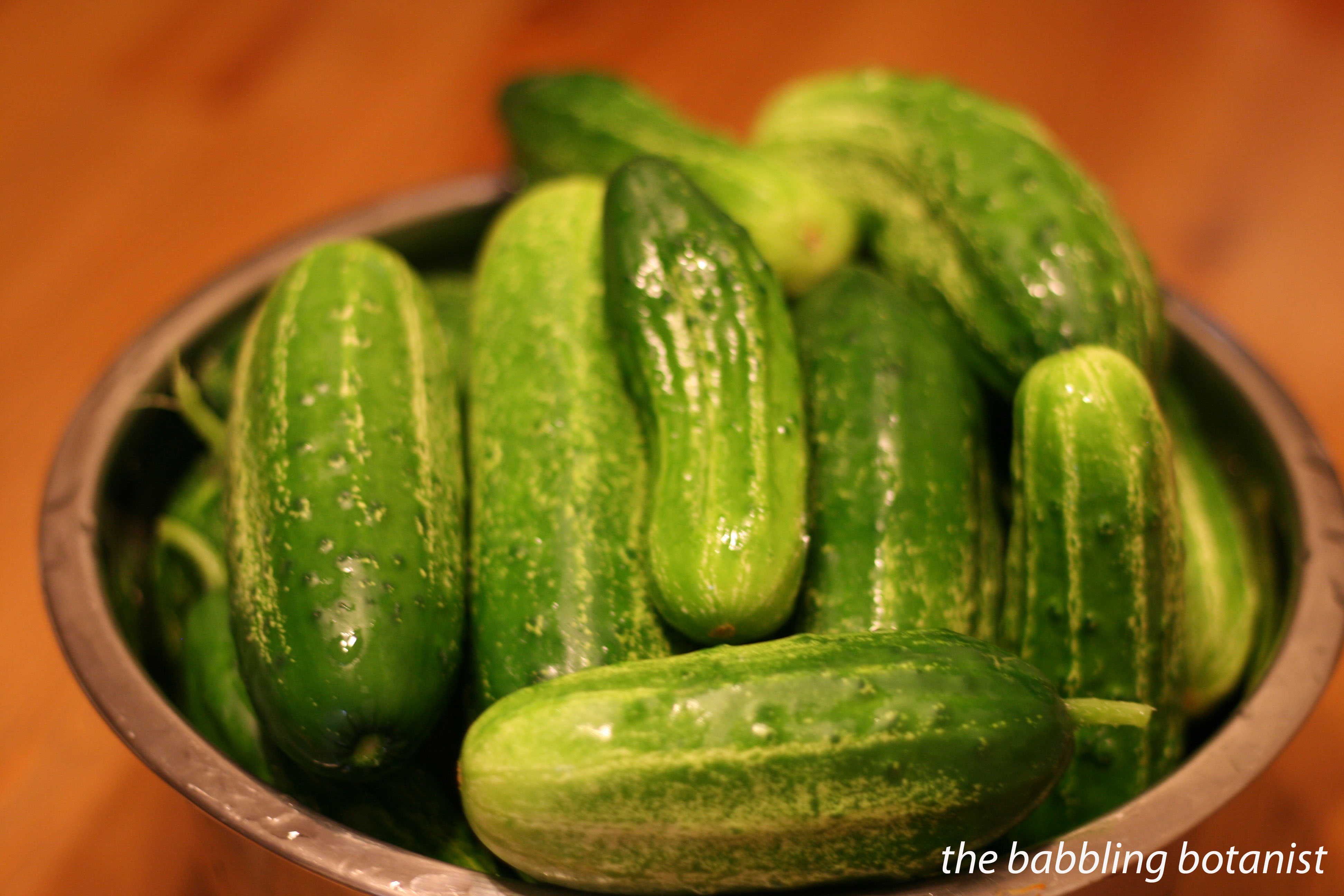 Quick Dill Pickles – low temperature pasteurization and an experiment ...